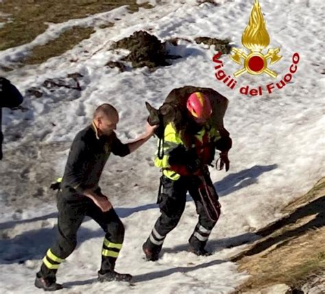 In Salvo Un Capriolo Recuperato Nella Diga Di Pietraporzio Cuneodice It