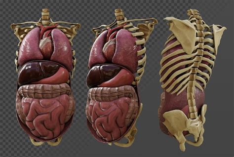 Representación 3d de los órganos internos del cuerpo humano vista en