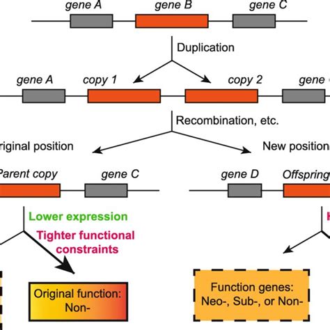 The Impact Of Copy Number Variation On Gene Expression A C The