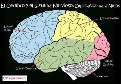 Sistema Nervioso Humano para Niños El Cerebro partes y Funciones
