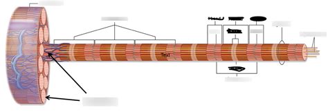 Structure Of Sarcomere Diagram Quizlet