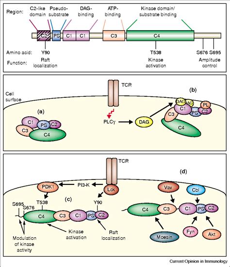PDF Protein kinase C θ signaling from the center of the T cell