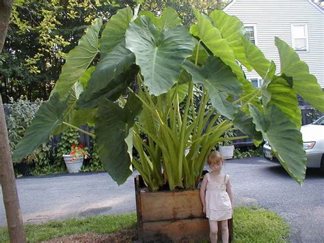 Elephant Ear Care In Winter Carduni