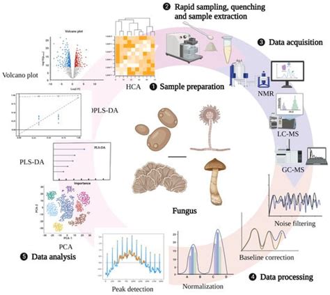 Molecules Free Full Text Application Of Metabolomics In Fungal Research