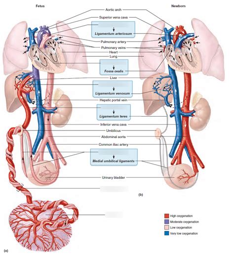 Fetal Circulation Diagram Quizlet
