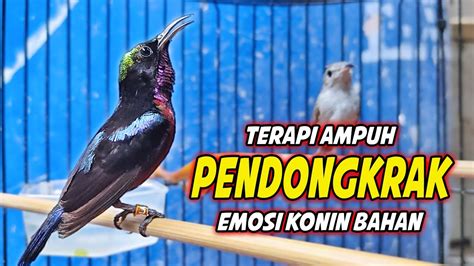 MASTERAN KOLIBRI NINJA GACOR FULL BONGKAR MATERI MEWAH PANCINGAN