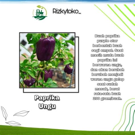 Jual Benih Paprika Hibrida Purple Star 2 Seed Repacking Shopee Indonesia