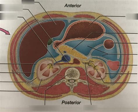 Transverse Section Of The Abdomen And Kidneys Part 1 Diagram Quizlet
