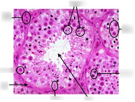 Testis Histology Diagram Quizlet