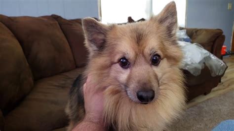 Beautiful German Shepherd Pomeranian Mix YouTube