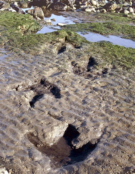 Bid To Better Protect Scotland S Dinosaur Isle BBC News