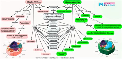 Mapa Conceptual De La C Lula Tipos Partes Y Funciones