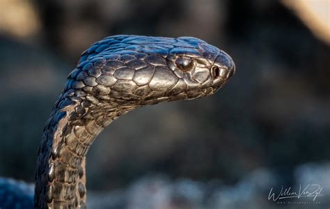 Black Spitting Cobra Naja Nigricincta Woodi Dangerously Venomous
