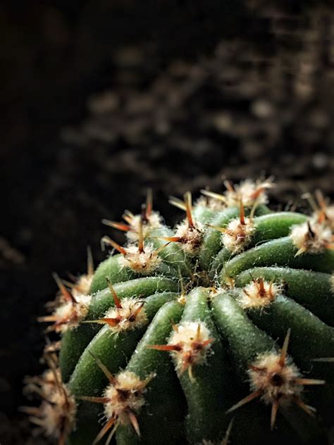 Cactus Planta Suculento Foto Gratis En Pixabay Pixabay
