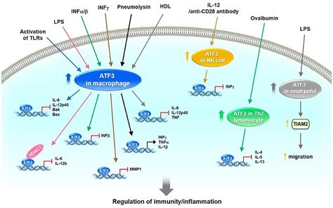 Frontiers Master Regulator Activating Transcription Factor 3 ATF3