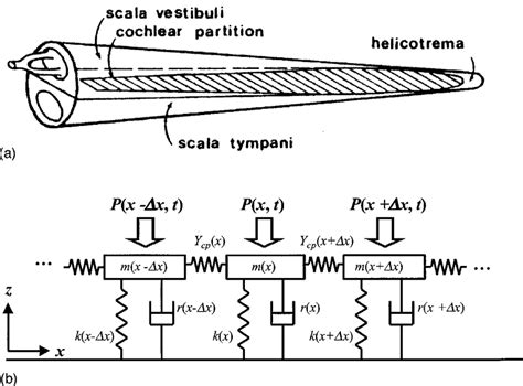 the traveling wave model of the cochlea including longitudinal download scientific diagram