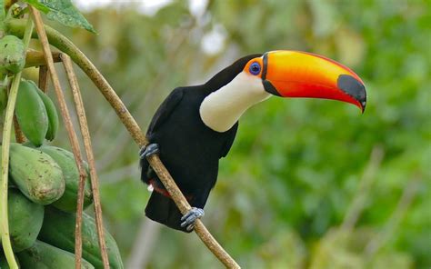 16 Facts About Toco Toucan FactInformer