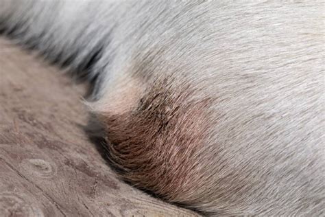 L Hygroma Du Coude Chez Le Chien Sympt Mes Traitement