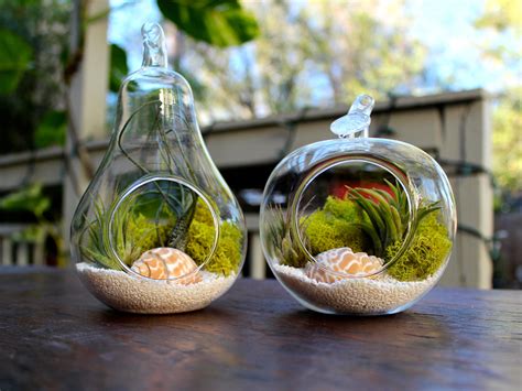 Se Fabriquer Un Terrarium Pas Cher Le Guide Gazon Magique