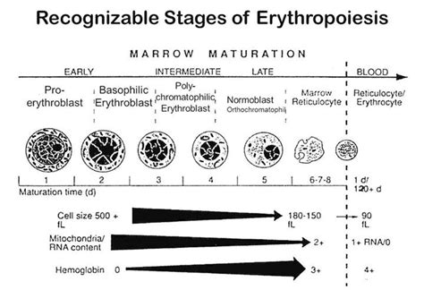 Life Cycle Of Erythrocytes