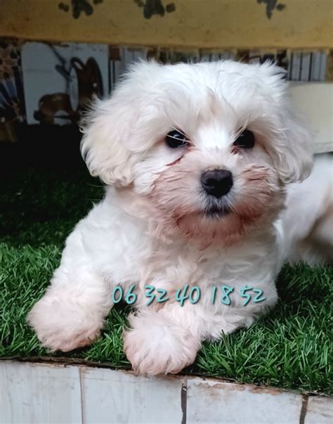 Bichon Maltais Nain Prix Maroc