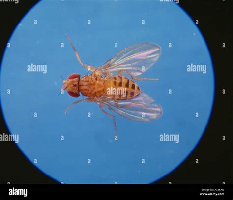 Fruit Fly Or Vinegar Fly Drosophila Melanogaster Female Red Eyed