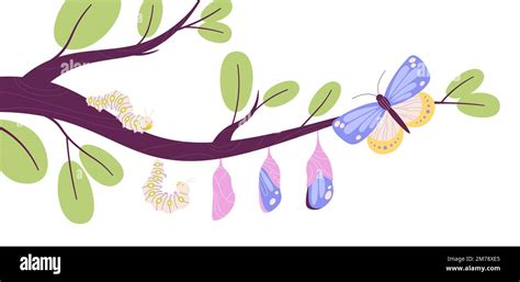 Butterfly Metamorphosis From Caterpillar To Cocoon And Insect With