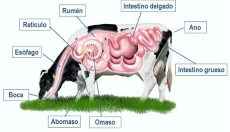 Cómo se alimentan los animales