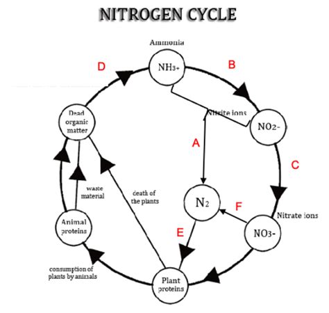 Solved Please Identify The Labeled Parts Of The Nitrogen Chegg