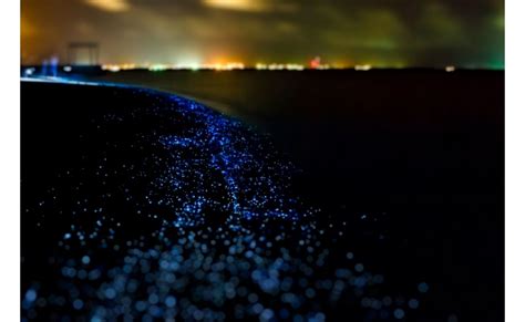 Descubrir 73 Imagen Playas Bioluminiscentes Nayarit Viaterramx