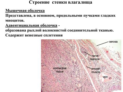 Женская половая система Гистология презентация онлайн