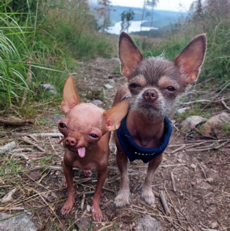 Is The Hairless Chihuahua An Urban Myth Or A Legit Breed Rocky Kanaka