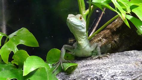 Acuario Michin abre sus puertas en Parque Tepeyac Publimetro México