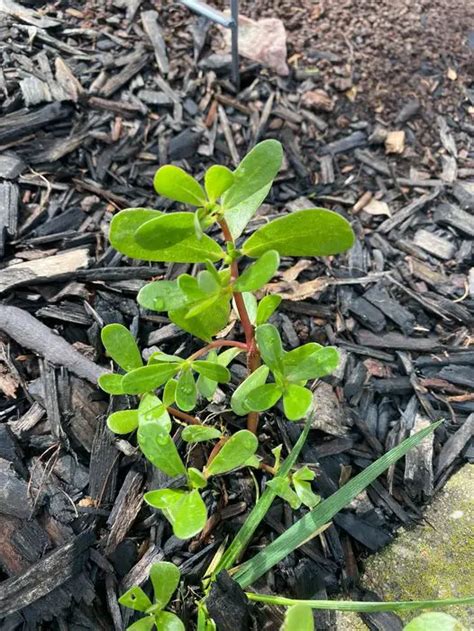 Purslane Vs Spurge Lawn Weeds Differences And Similarities Lawn Phix