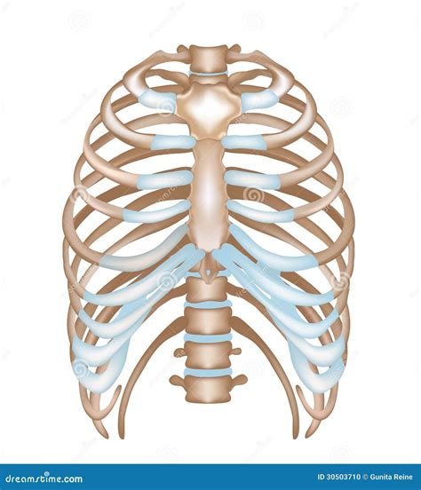 Costillas Cuerpo Humano