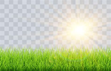 Vetor De Grama Verde Primavera Png Vetor Premium