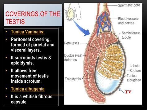 PPT Urogenital Triangle In Male PowerPoint Presentation ID 2247534