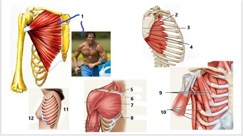 Practical 2 8 Diagram Quizlet