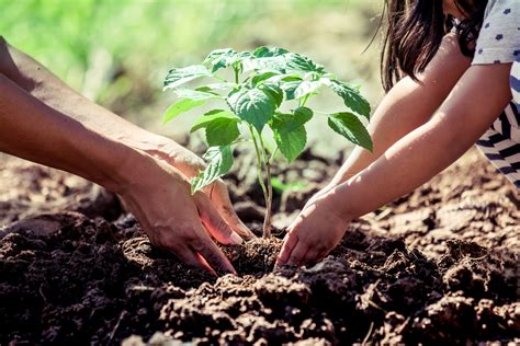 5 razões para plantar uma árvore Marca Ambiental