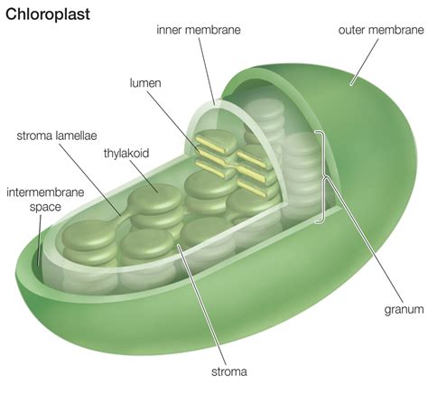 Chloroplast Diagram Diagram Quizlet