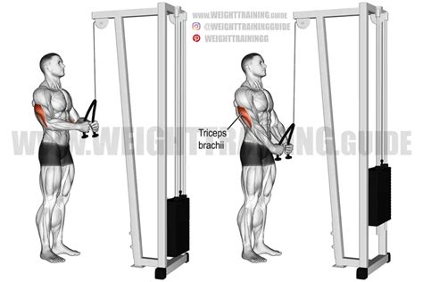 Triceps Rope Push Down Exercise Guide And Video Weight Training Guide