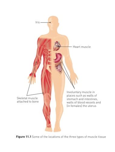 Musculoskeletal System Flashcards Quizlet