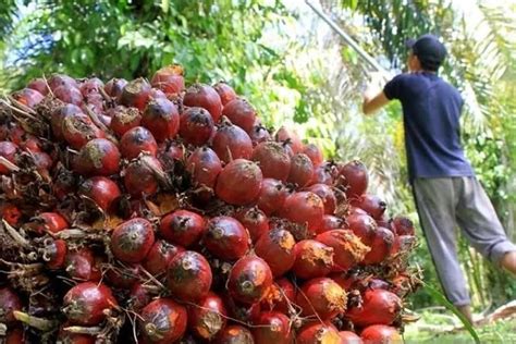 Harga TBS Sawit Di Kaltim Naik Simak Harganya Di Sini
