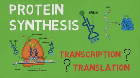 Translation Explained Protein Synthesis