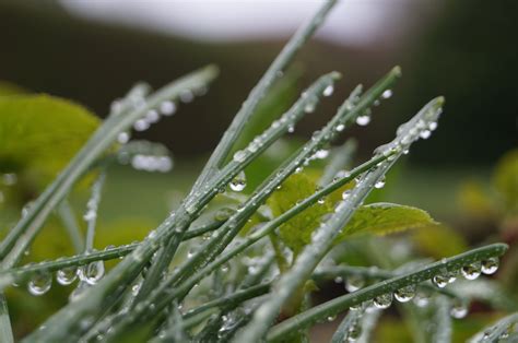 Free Images Water Nature Branch Drop Dew Leaf Flower Frost
