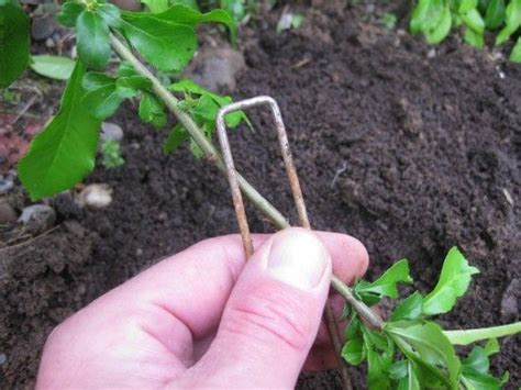 Pin on Peproducción de plantas