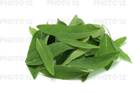 Common Sage Photo12 ImageBROKER Sunny Celeste