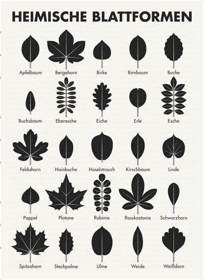 Heimische Blattformen Bäume bestimmen by Iris Luckhaus Leaf shapes