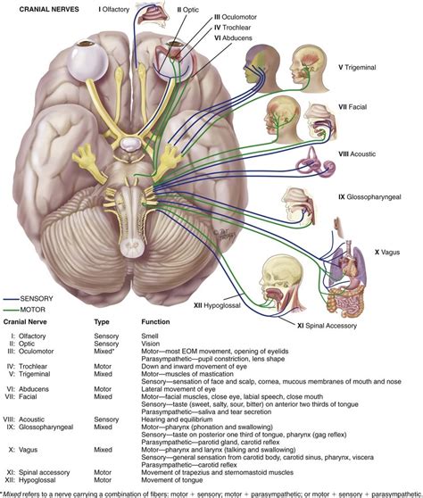 Cranial Nerves Diagram Quizlet