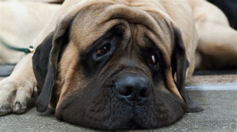 14 Realities That New English Mastiff Owners Must Accept Pet Reader